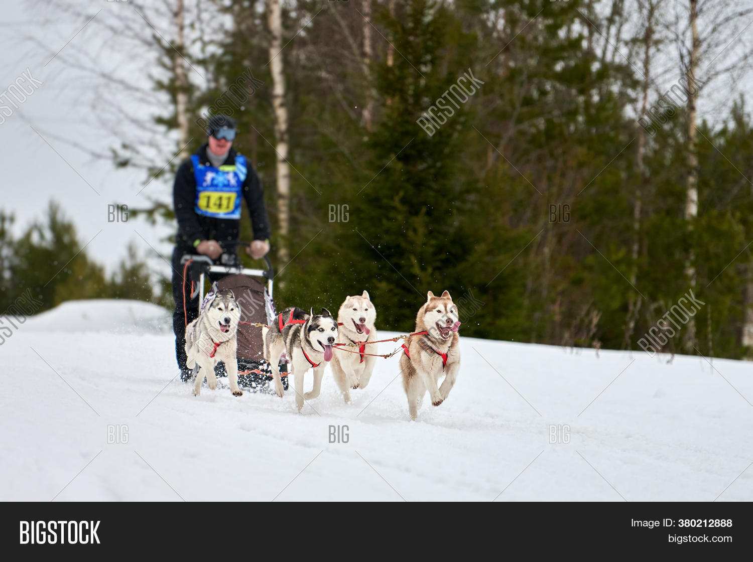 Husky Sled Dog Racing Image & Photo (Free Trial) | Bigstock