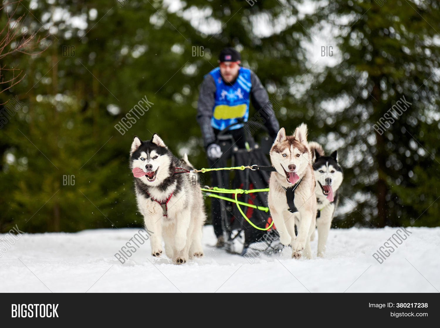 Husky Sled Dog Racing Image & Photo (Free Trial) | Bigstock