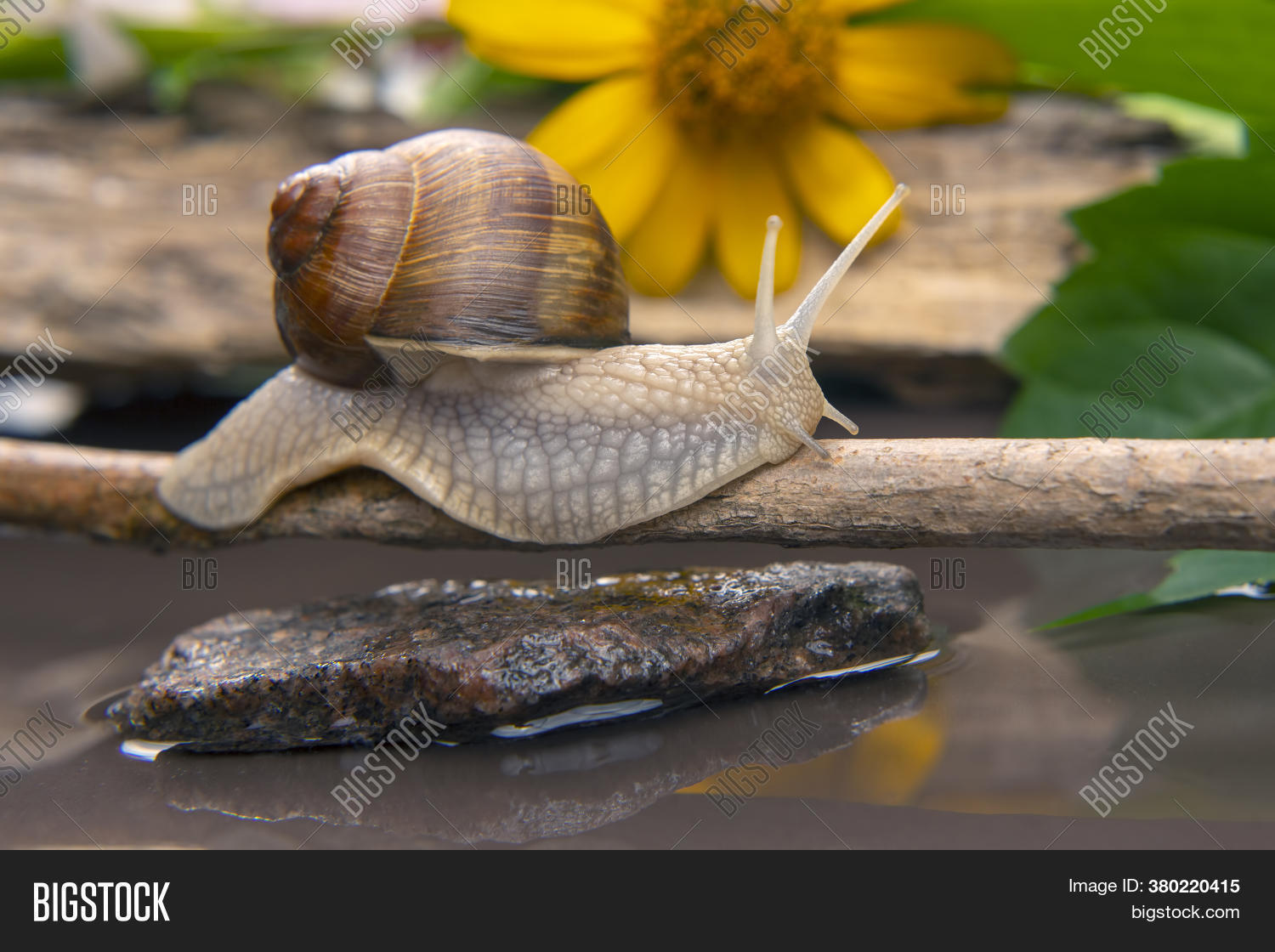 Helix Pomatia. Snail Image & Photo (Free Trial) | Bigstock