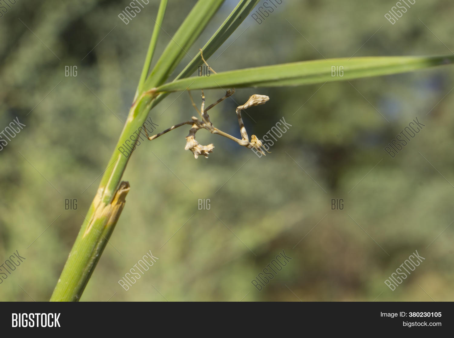 Unusual Mantis Horns Image & Photo (Free Trial) | Bigstock