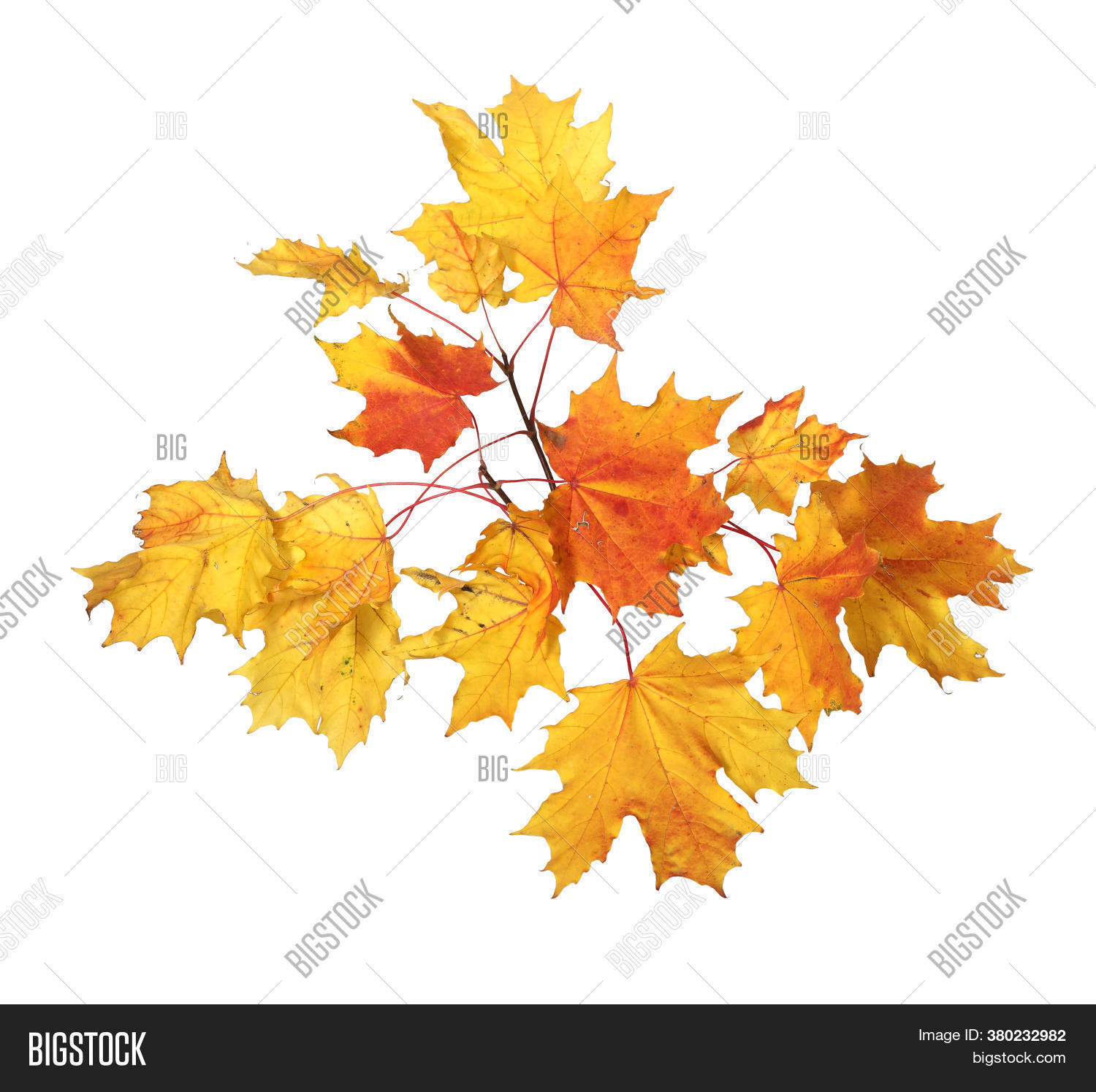 Branch Autumn Maple Image & Photo (Free Trial) | Bigstock