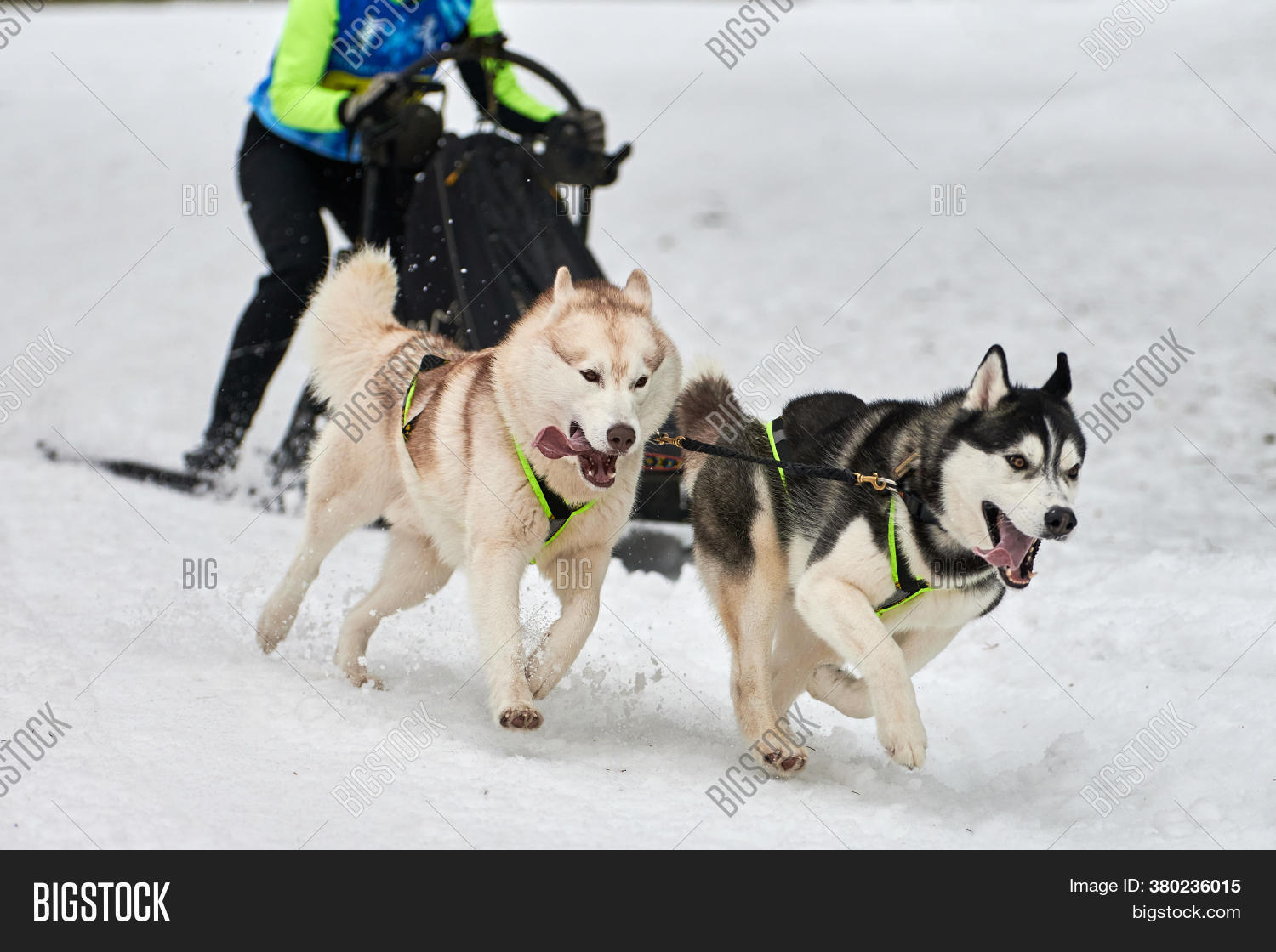 Husky Sled Dog Racing Image & Photo (Free Trial) | Bigstock