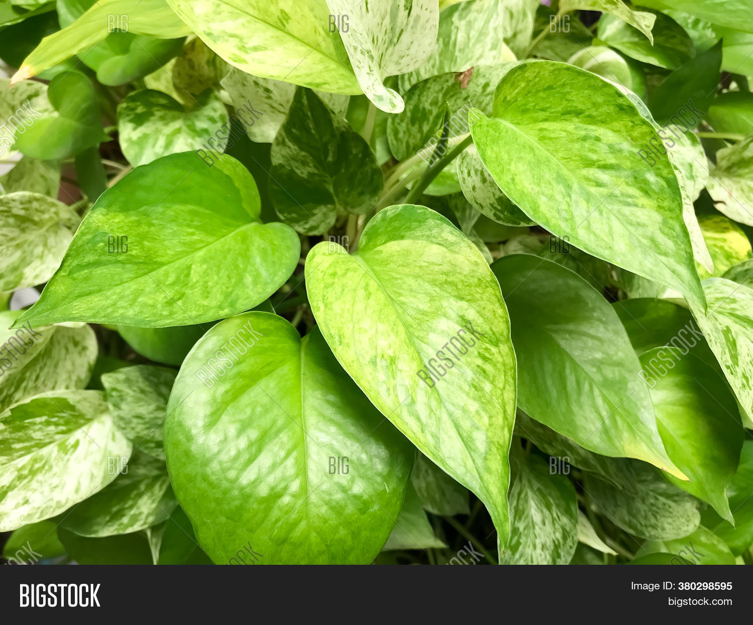 Leaf Golden Pothos , Image & Photo (Free Trial) | Bigstock