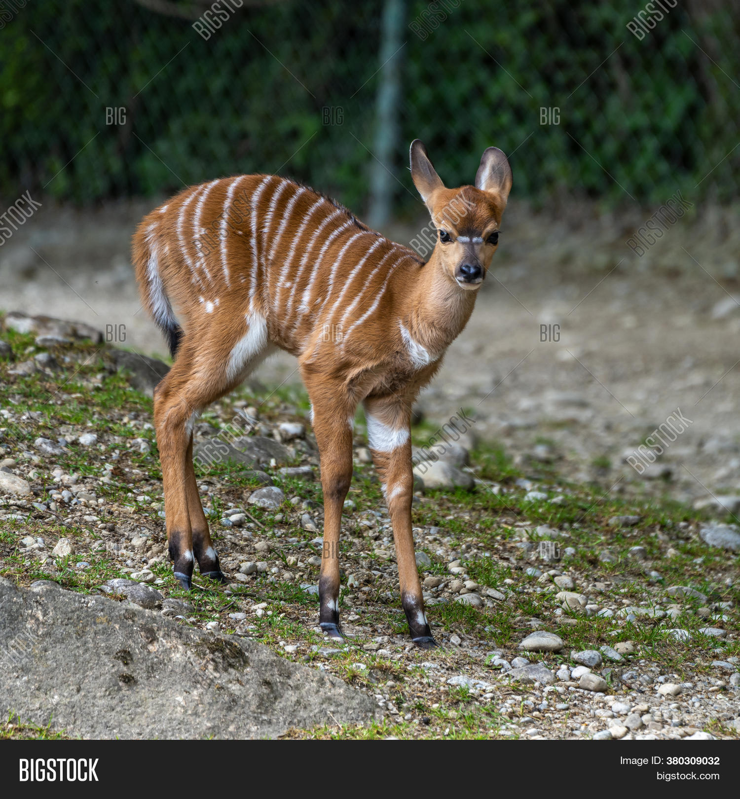 Young Baby Nyala. Image & Photo (Free Trial) | Bigstock