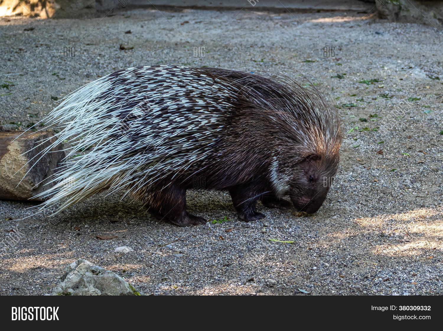 Indian Crested Image & Photo (Free Trial) | Bigstock