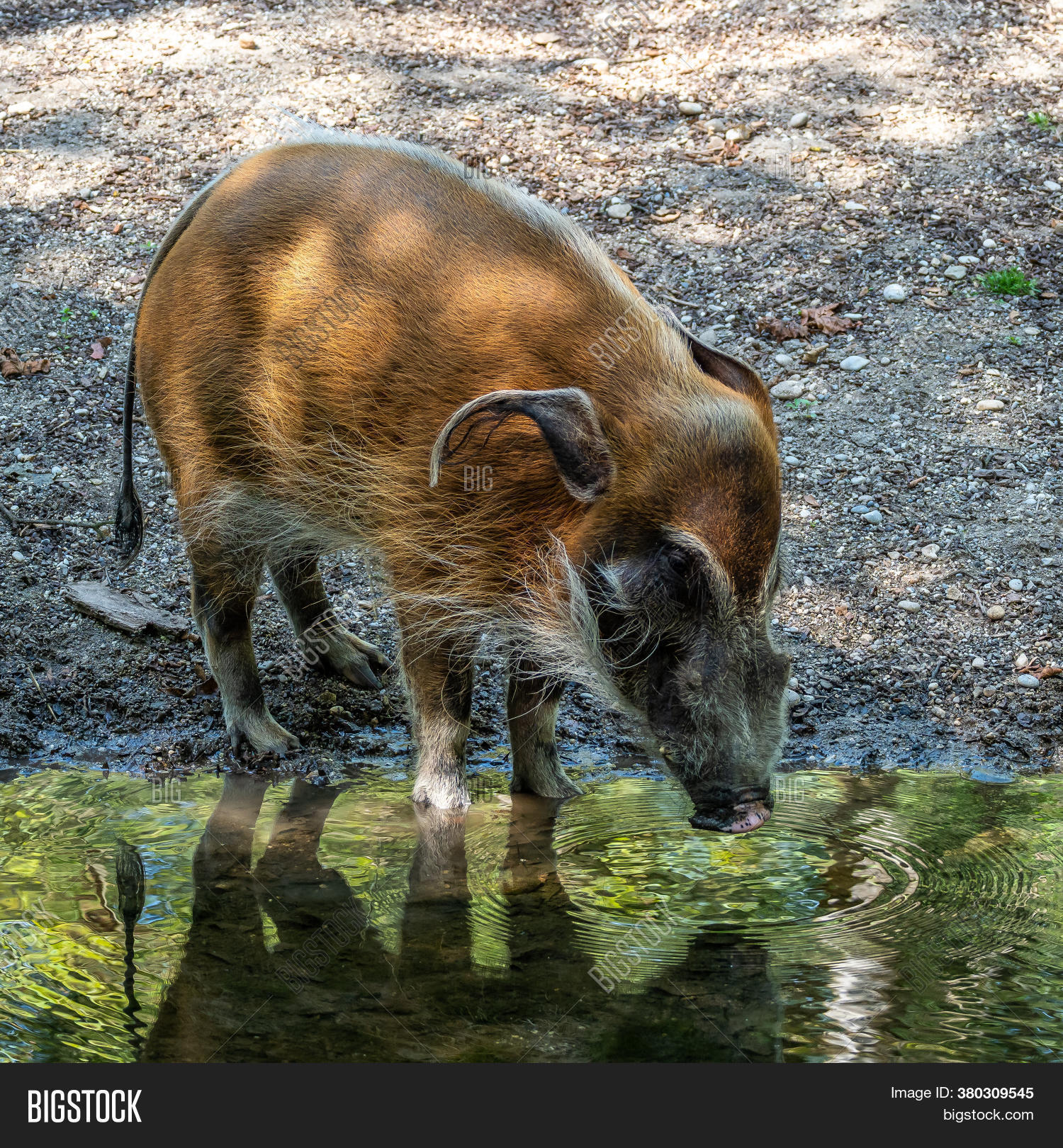 Red River Hog, Image & Photo (Free Trial) | Bigstock