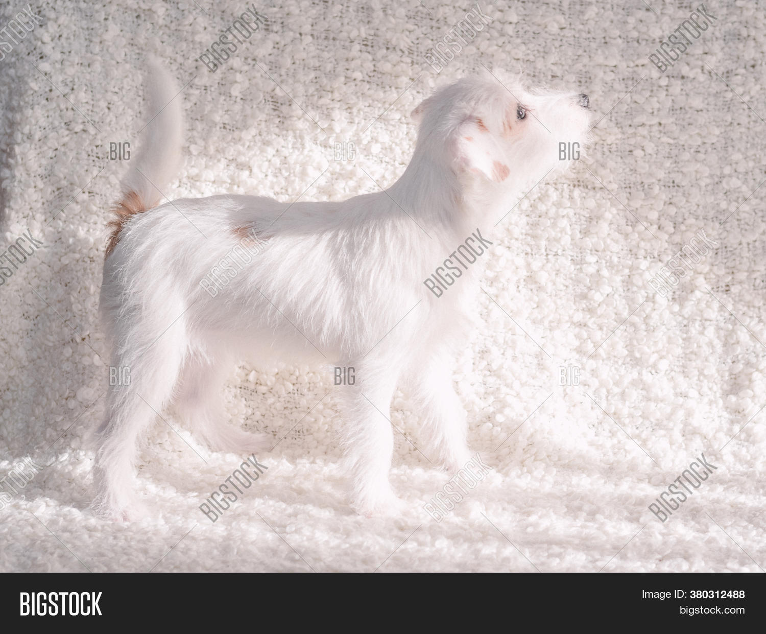 Stand Stiff-haired Image & Photo (Free Trial) | Bigstock