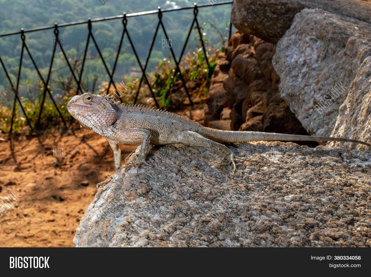 Large Gray Lizard Sits Image & Photo (Free Trial) | Bigstock