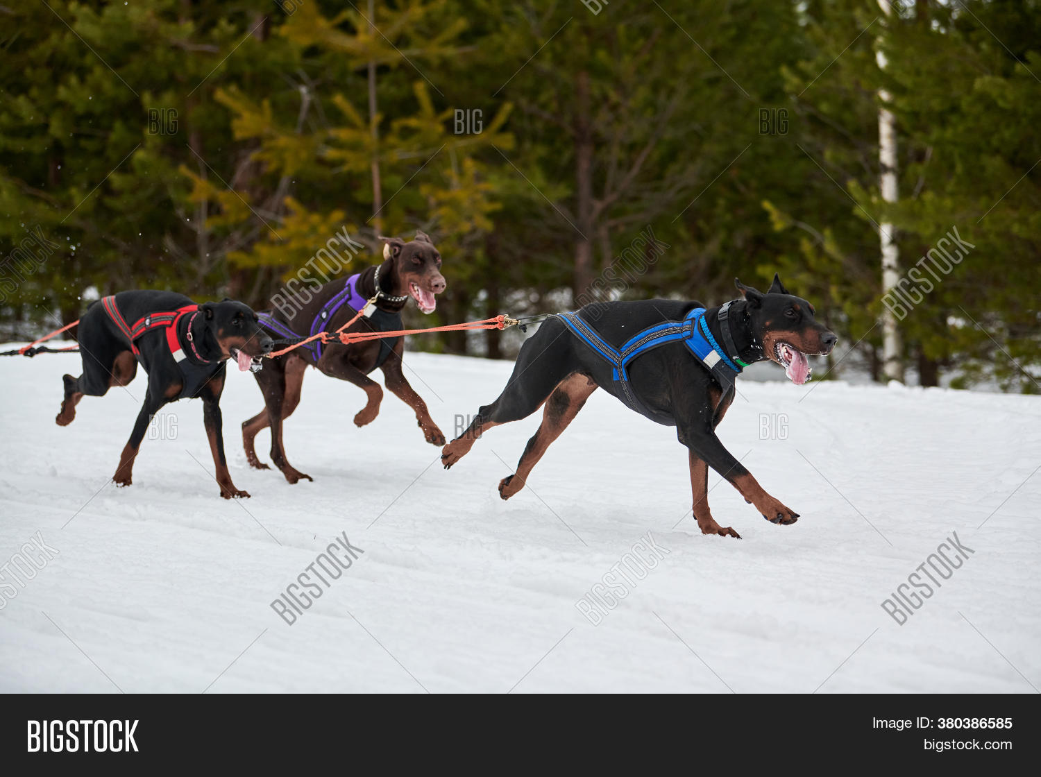 Running Doberman Dog Image & Photo (Free Trial) | Bigstock
