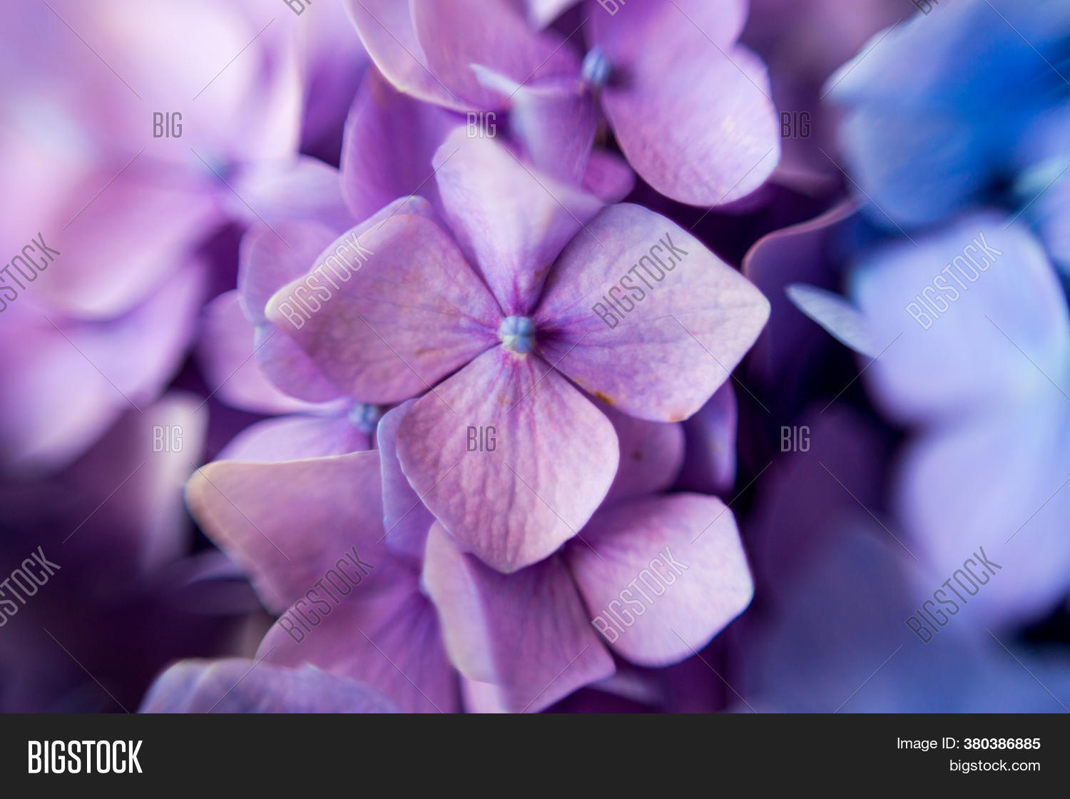 Purple Hydrangea Image & Photo (Free Trial) | Bigstock
