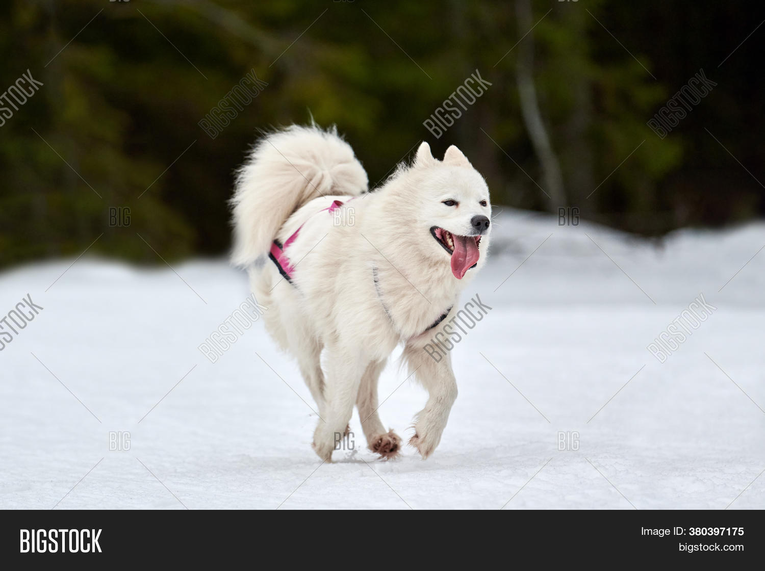 Running Samoyed Dog On Image & Photo (Free Trial) | Bigstock