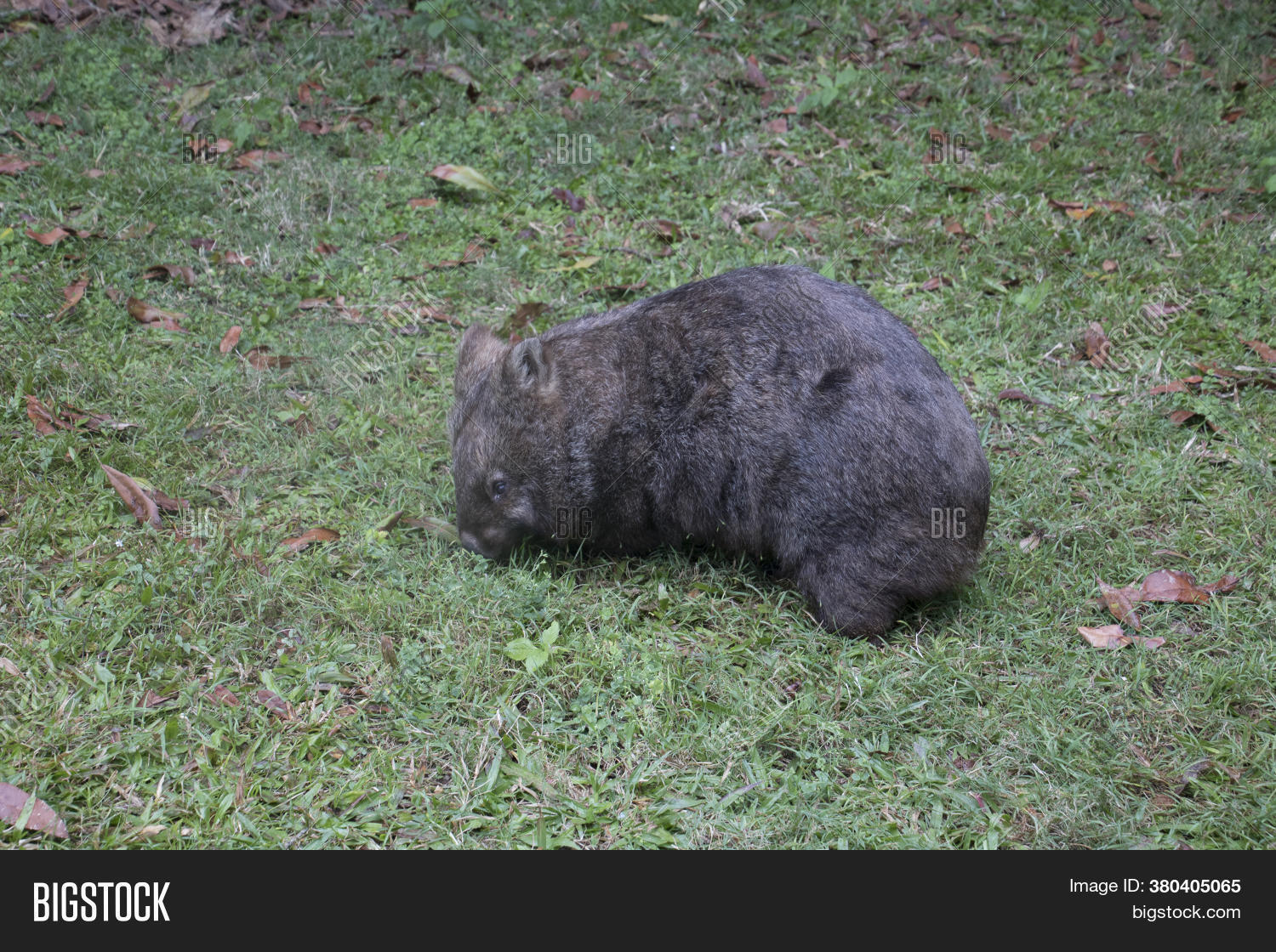 Extremely Sweet Wombat Image & Photo (Free Trial) | Bigstock