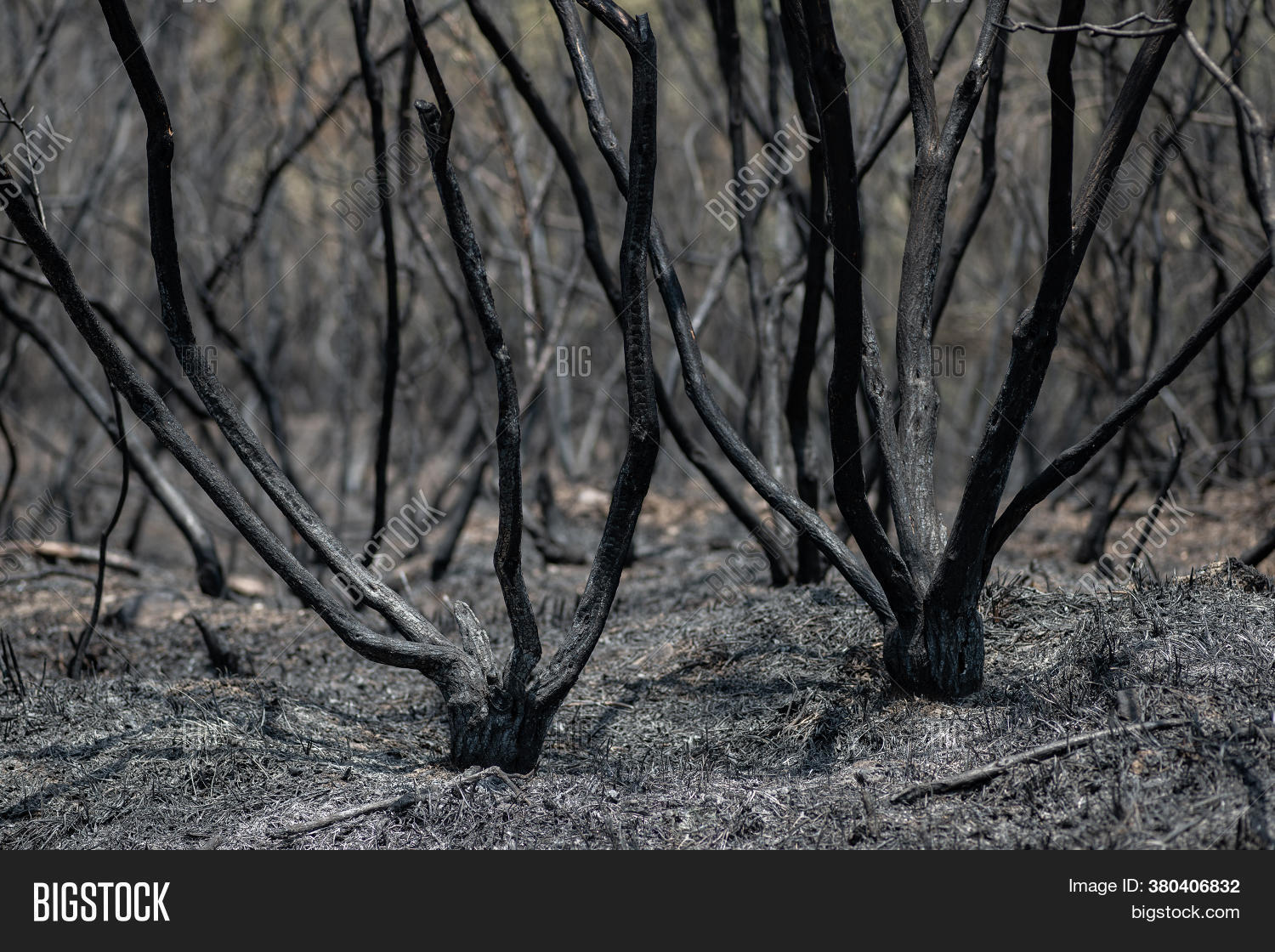 Bizarre Charred Tree Image & Photo (Free Trial) | Bigstock