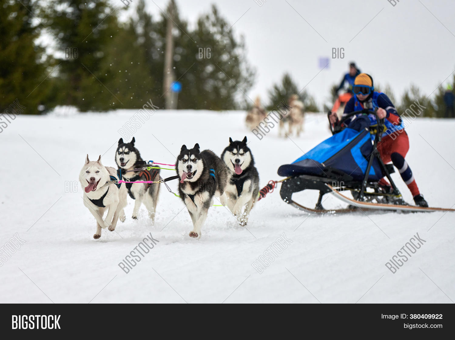 Husky Sled Dog Racing Image & Photo (Free Trial) | Bigstock