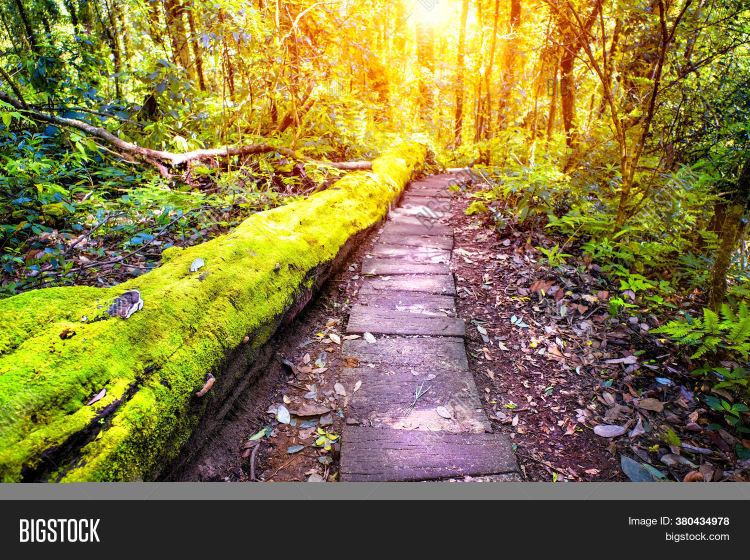 Detail Close Nature Image & Photo (Free Trial) | Bigstock