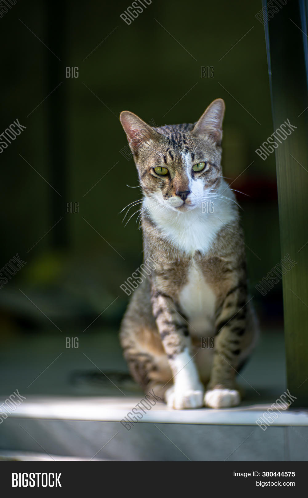 Portrait Striped Cat Image & Photo (Free Trial) | Bigstock