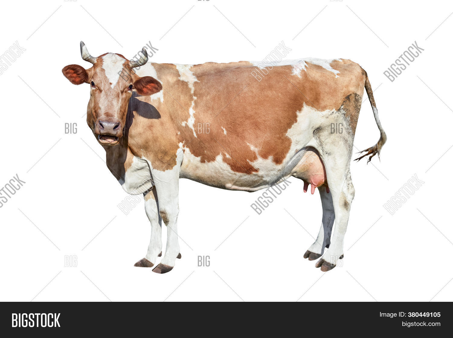 Cow Isolated On White Image & Photo (Free Trial) | Bigstock