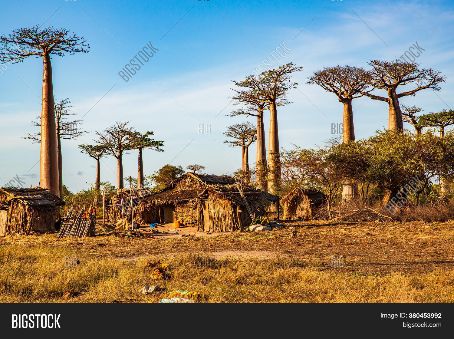 Beautiful Baobab Trees Image & Photo (Free Trial) | Bigstock