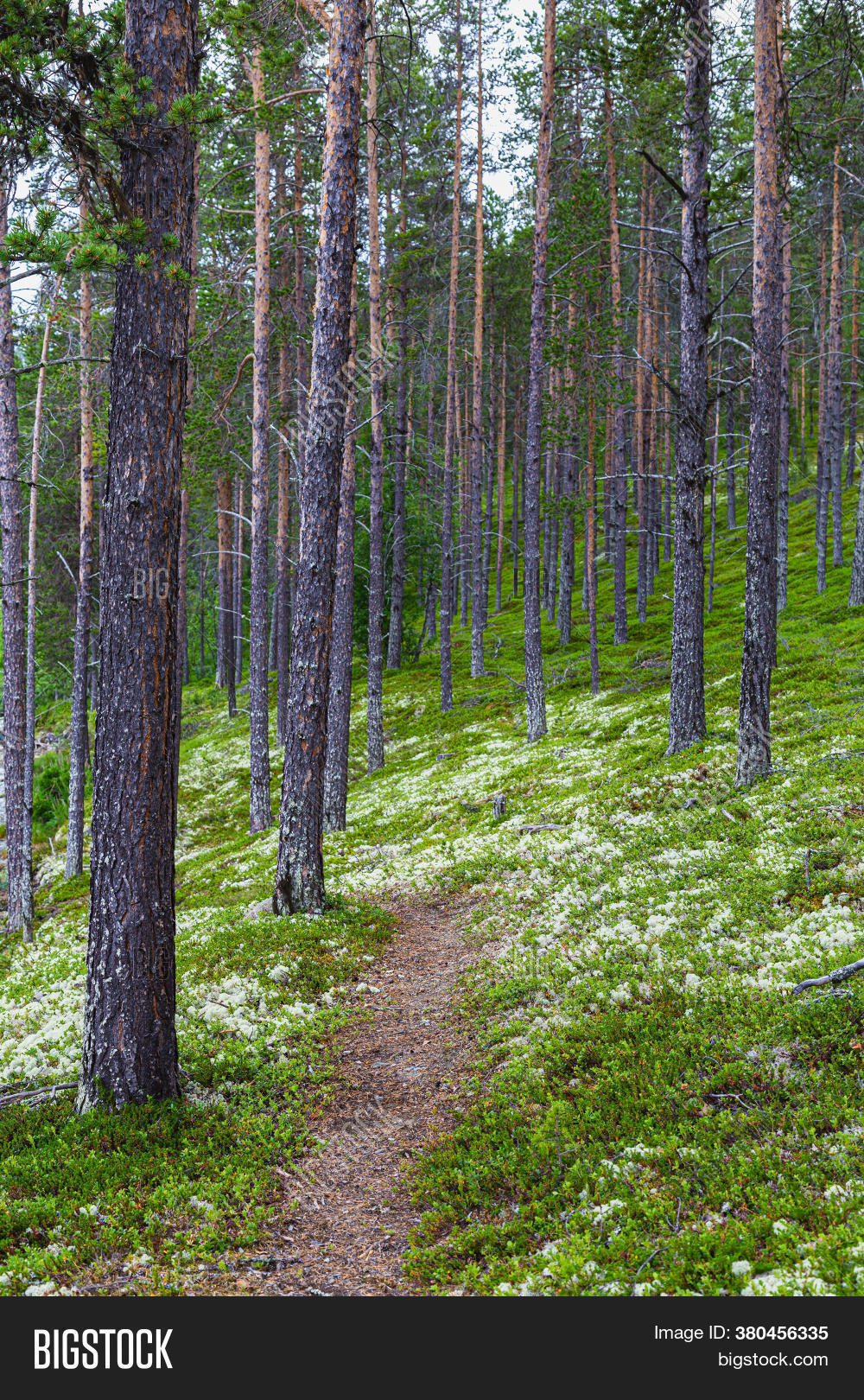 Forest Landscape White Image & Photo (Free Trial) | Bigstock