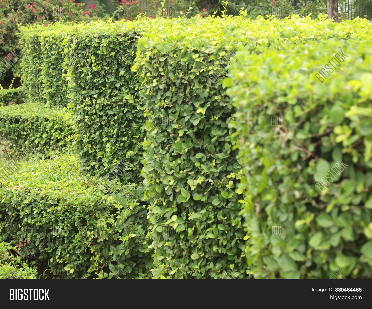 Shrub Green Fence Image & Photo (Free Trial) | Bigstock