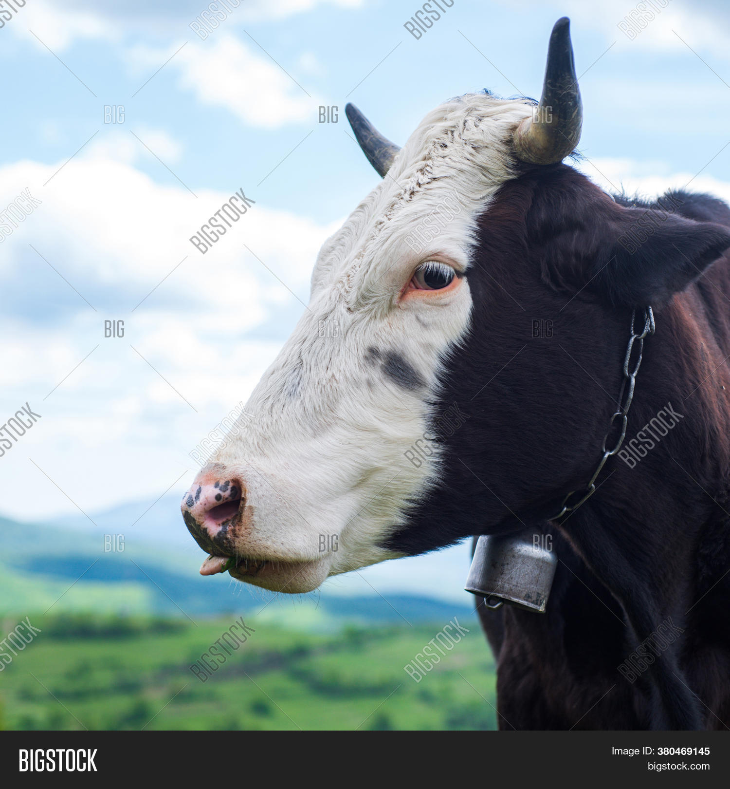 Holstein Cow. Cow Farm Image & Photo (Free Trial) | Bigstock