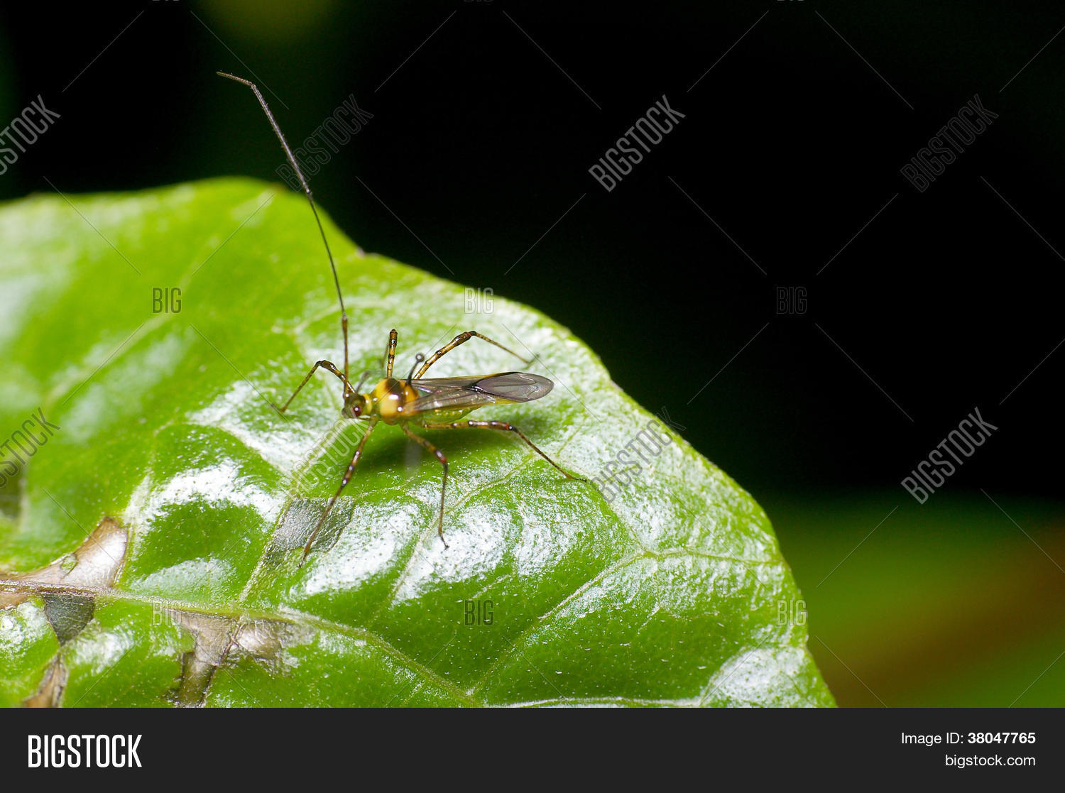 Mirid Bug Image & Photo (Free Trial) | Bigstock