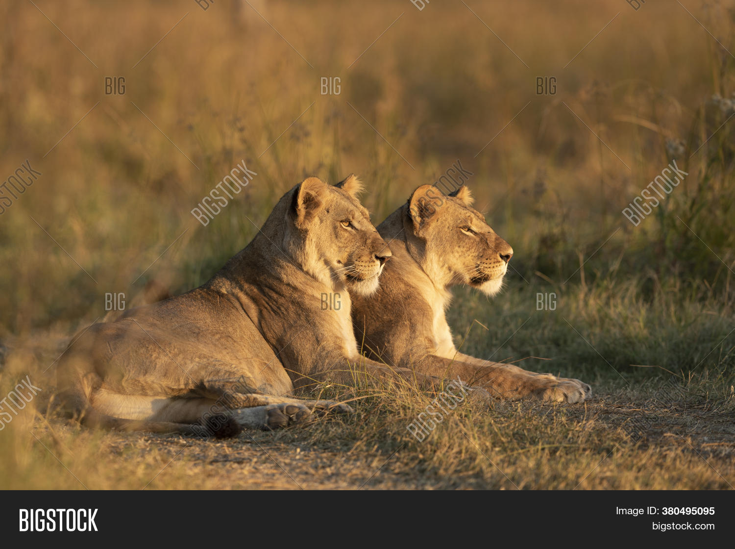 Two Female Lioness Image & Photo (Free Trial) | Bigstock