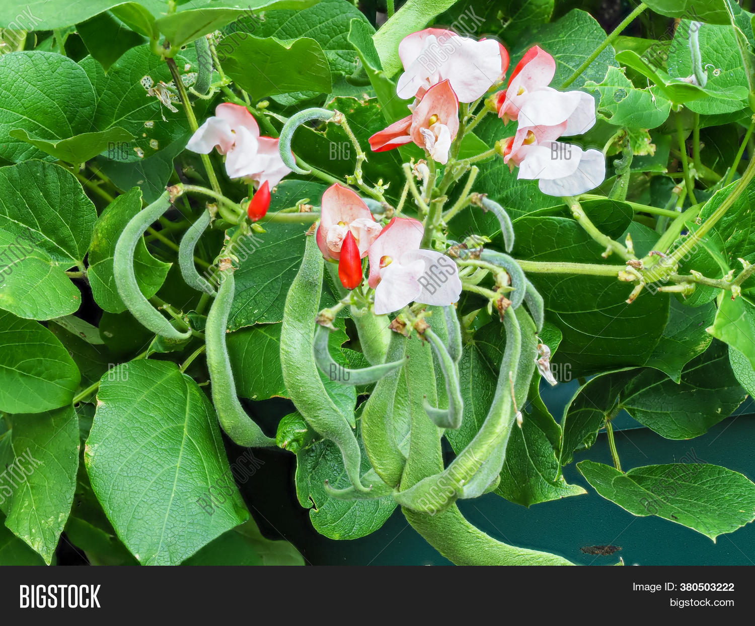Red White Flowers Image & Photo (Free Trial) | Bigstock