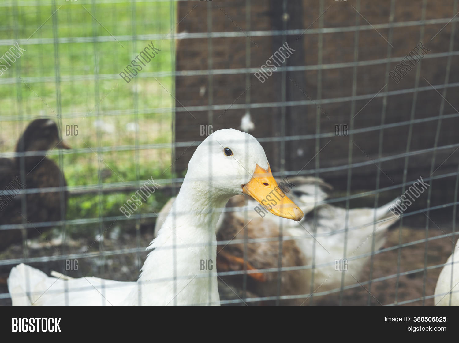 Dirty White Ducks Image & Photo (Free Trial) | Bigstock