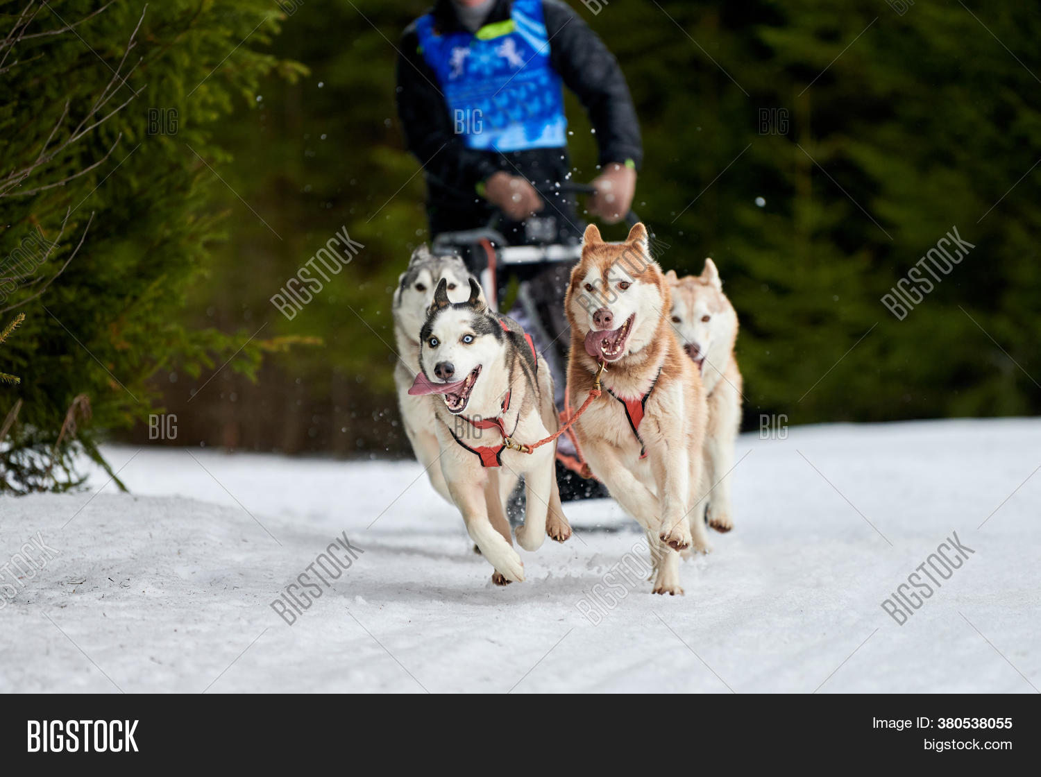 Husky Sled Dog Racing Image & Photo (Free Trial) | Bigstock