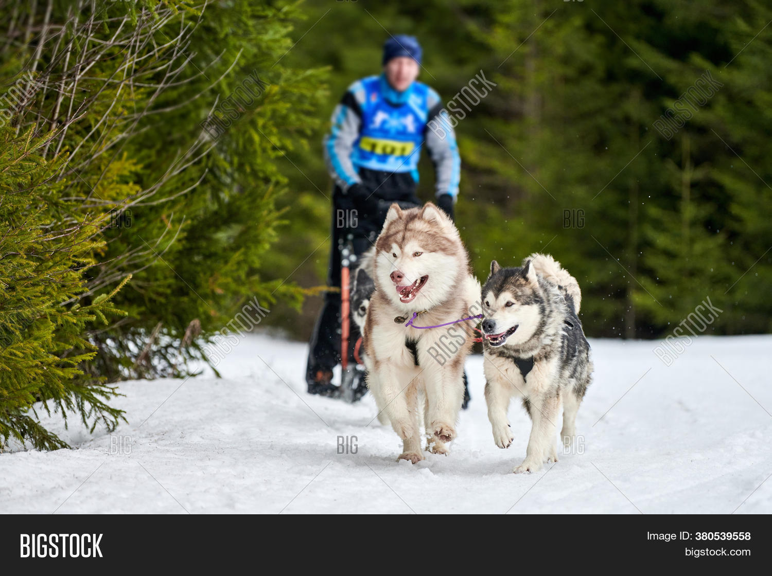 Husky Sled Dog Racing Image & Photo (Free Trial) | Bigstock