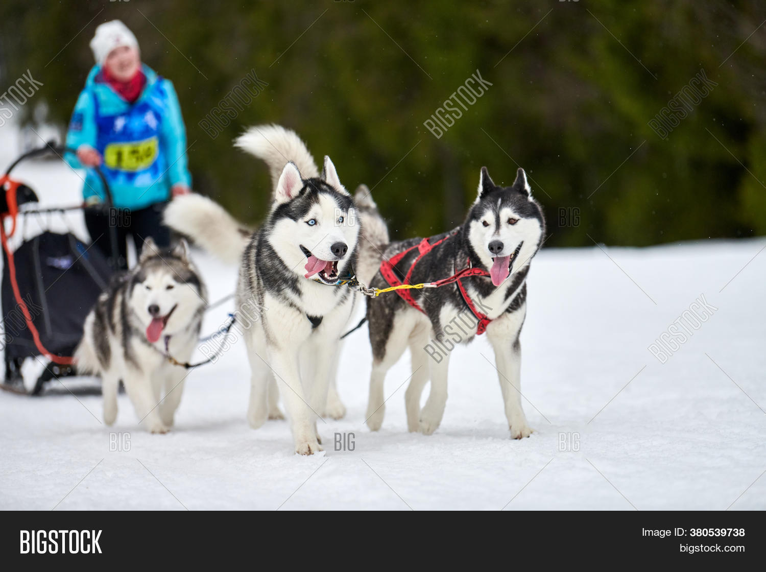 Husky Sled Dog Racing Image & Photo (Free Trial) | Bigstock