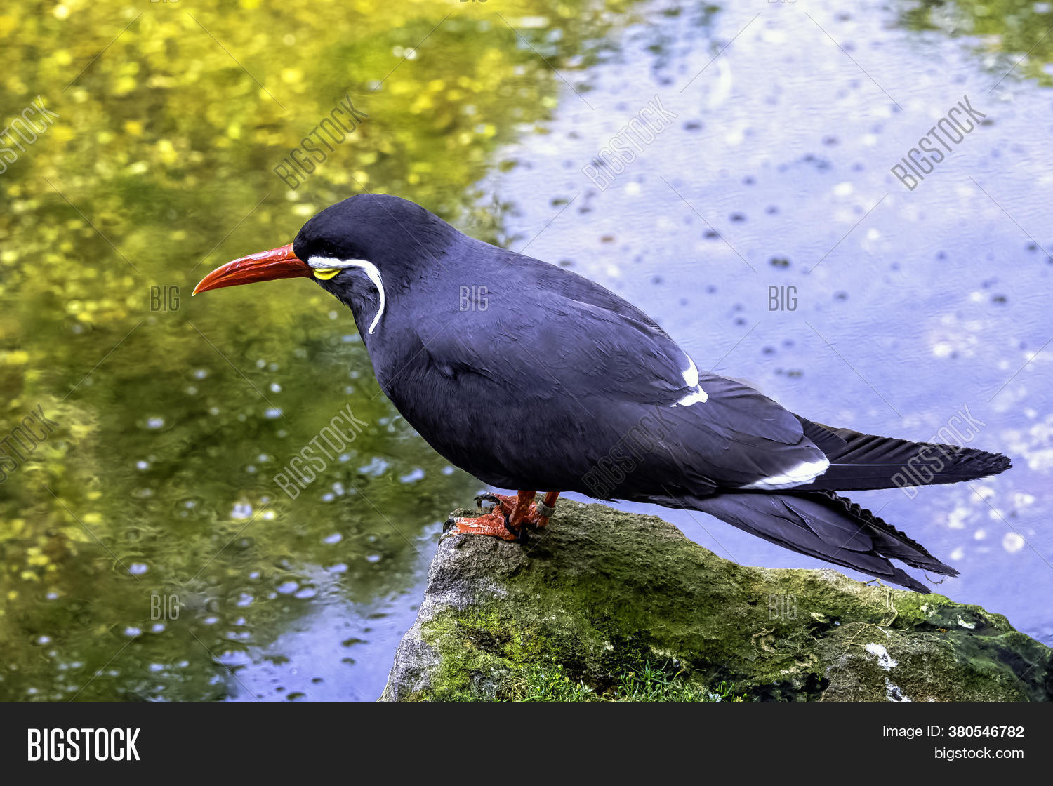 Inca Tern (larosterna Image & Photo (Free Trial) | Bigstock