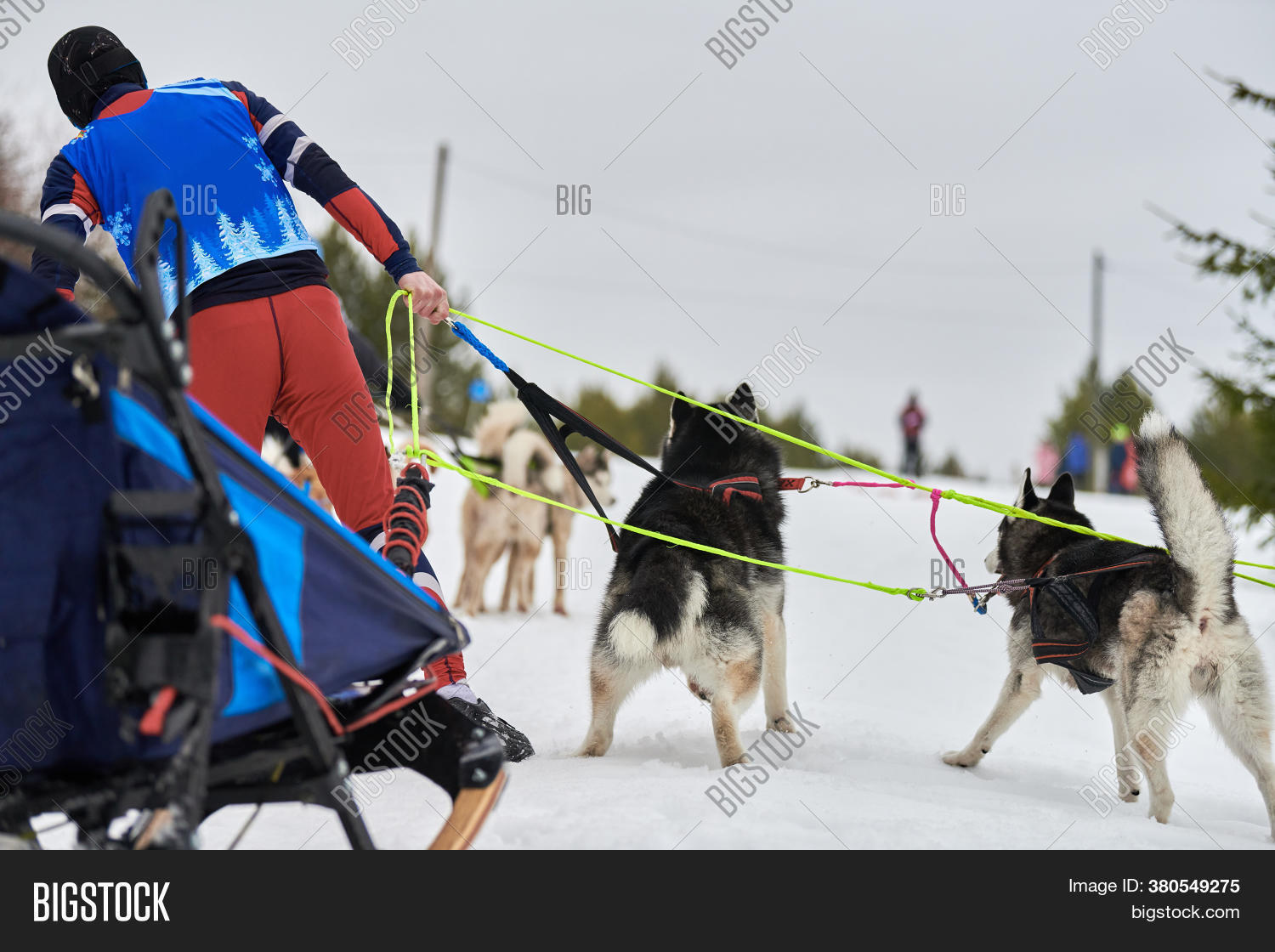 Husky Sled Dog Racing Image & Photo (Free Trial) | Bigstock