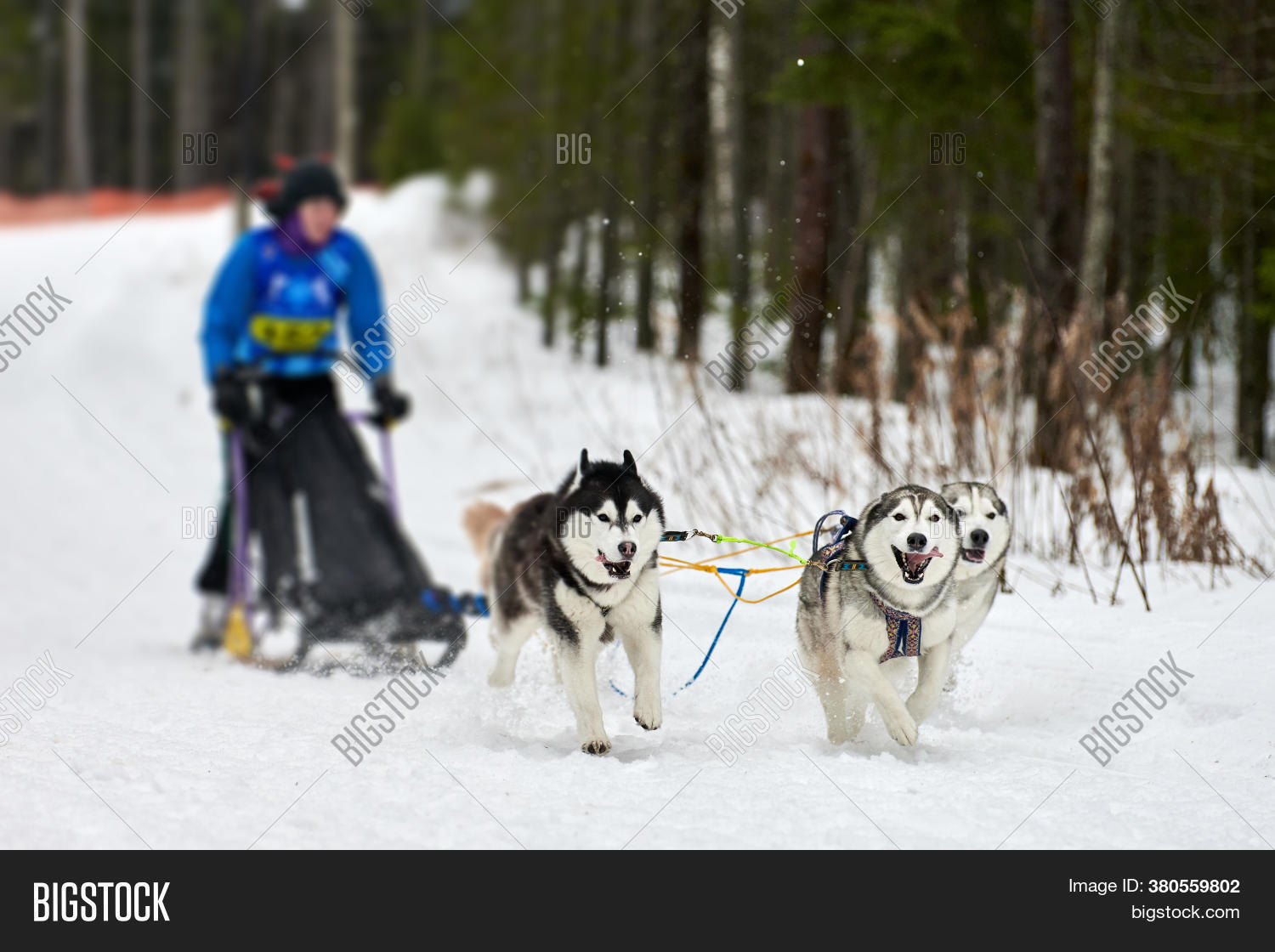 Husky Sled Dog Racing Image & Photo (Free Trial) | Bigstock
