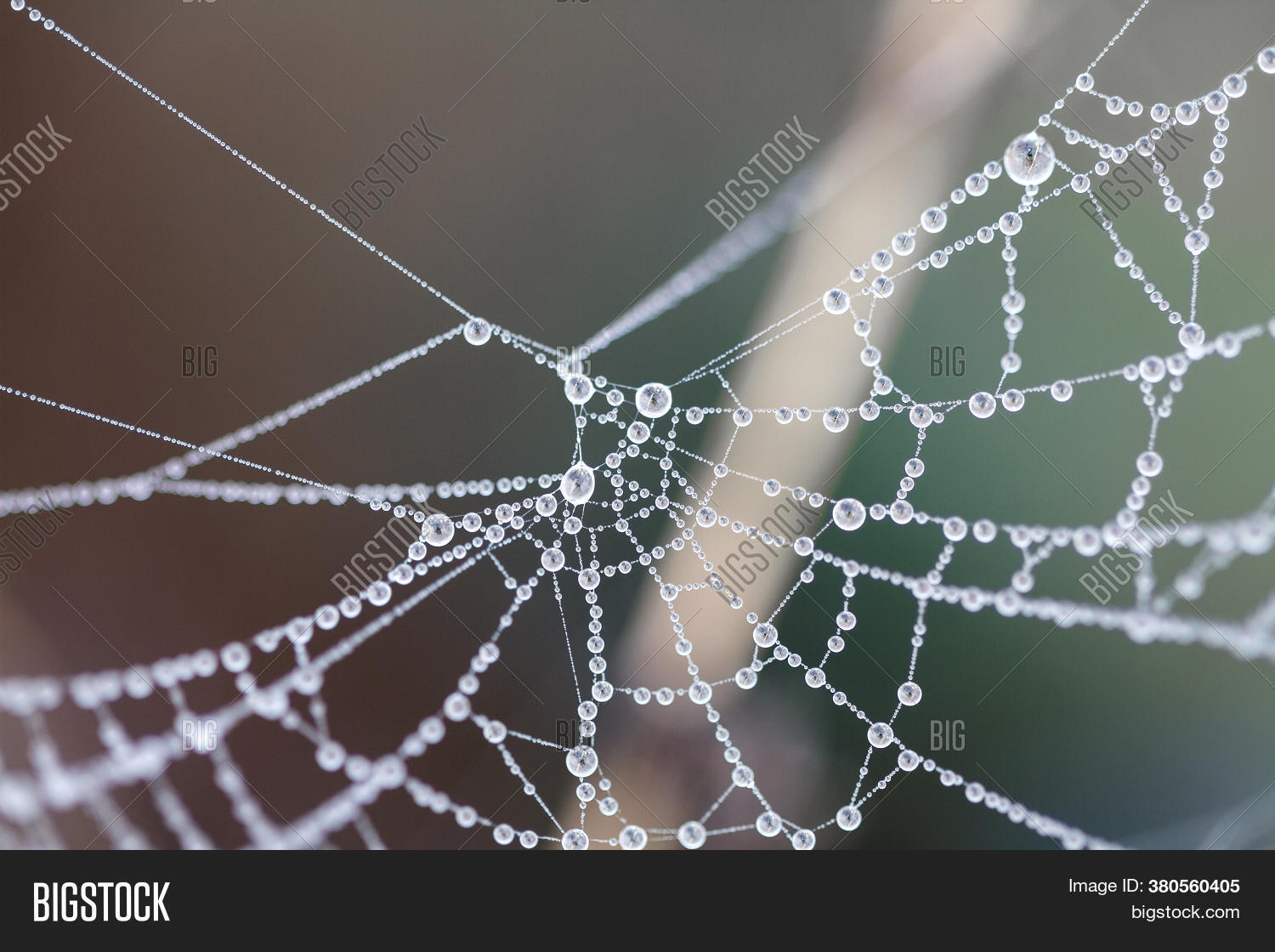 Cobweb Dew Drops. Rain Image & Photo (Free Trial) | Bigstock