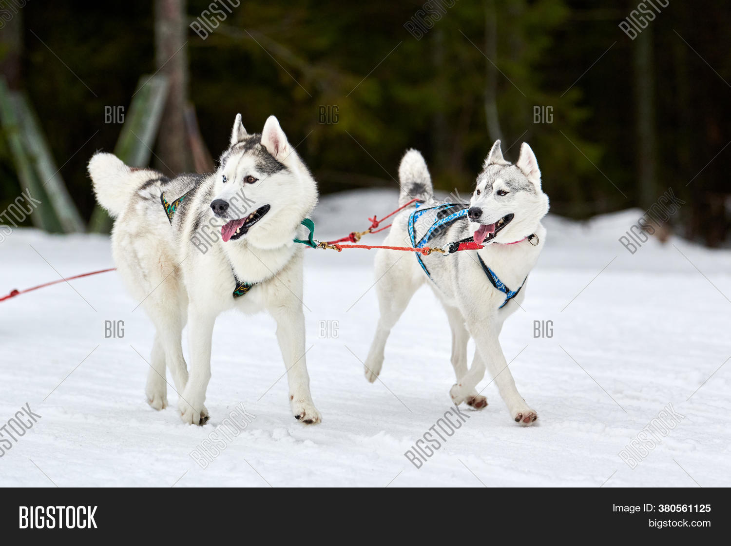 Running Husky Dog On Image & Photo (Free Trial) | Bigstock