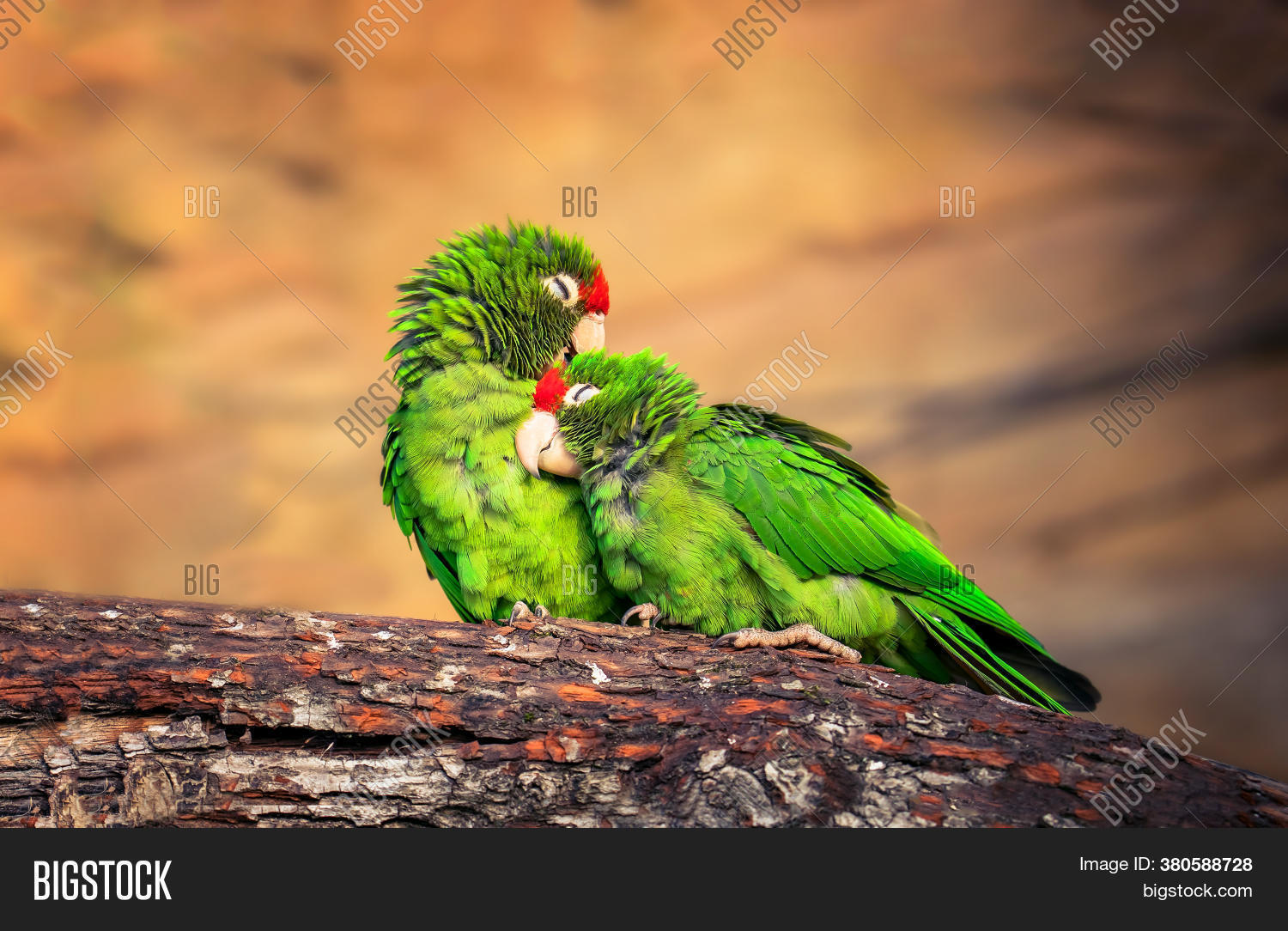 Cordilleran Parakeet Image & Photo (Free Trial) | Bigstock