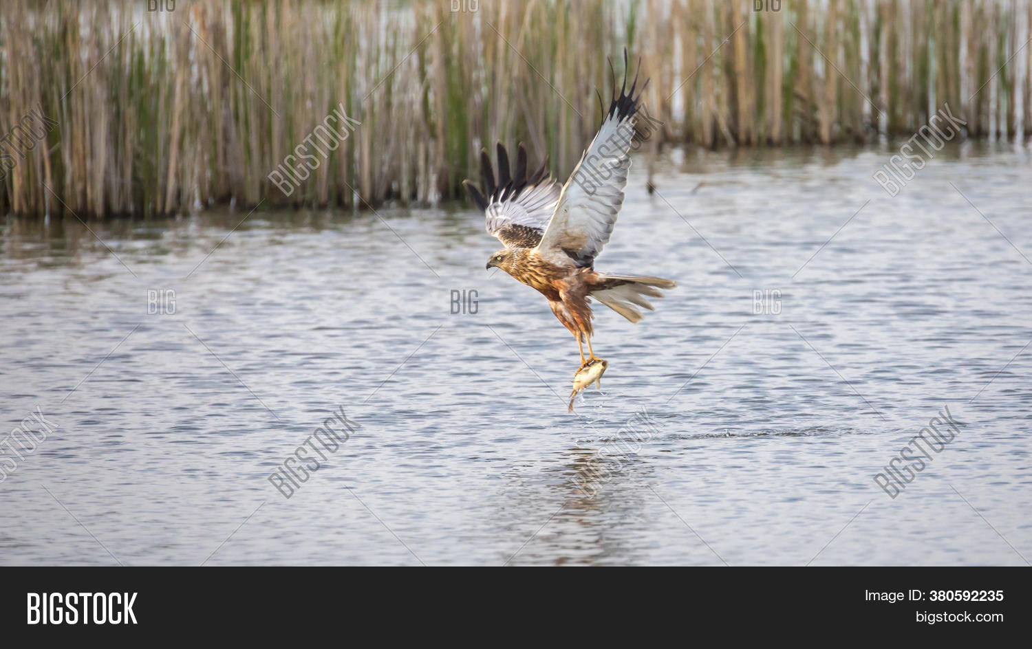 Predator Catches Fish Image & Photo (Free Trial) | Bigstock