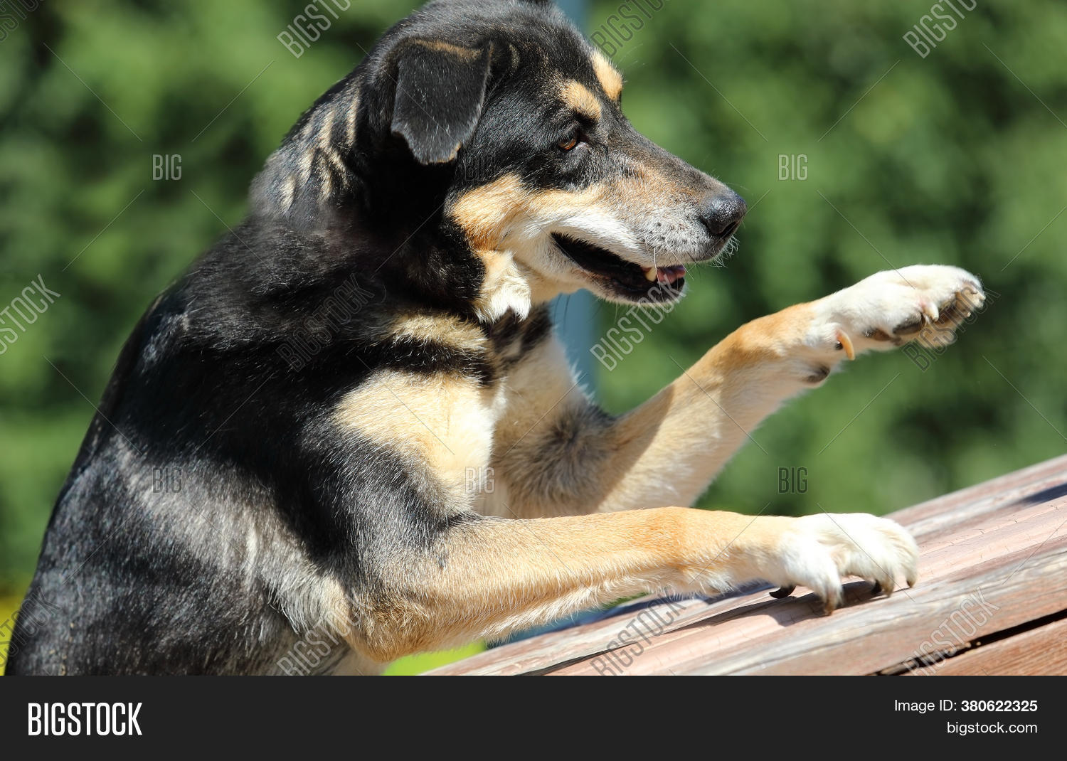 Cute Mongrel Dog Image & Photo (Free Trial) | Bigstock