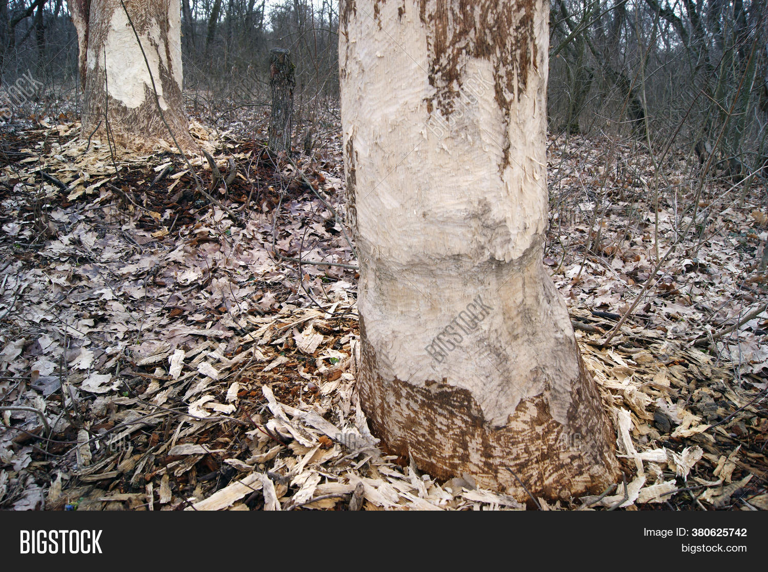 Large Bark Tree Trunk Image & Photo (Free Trial) | Bigstock