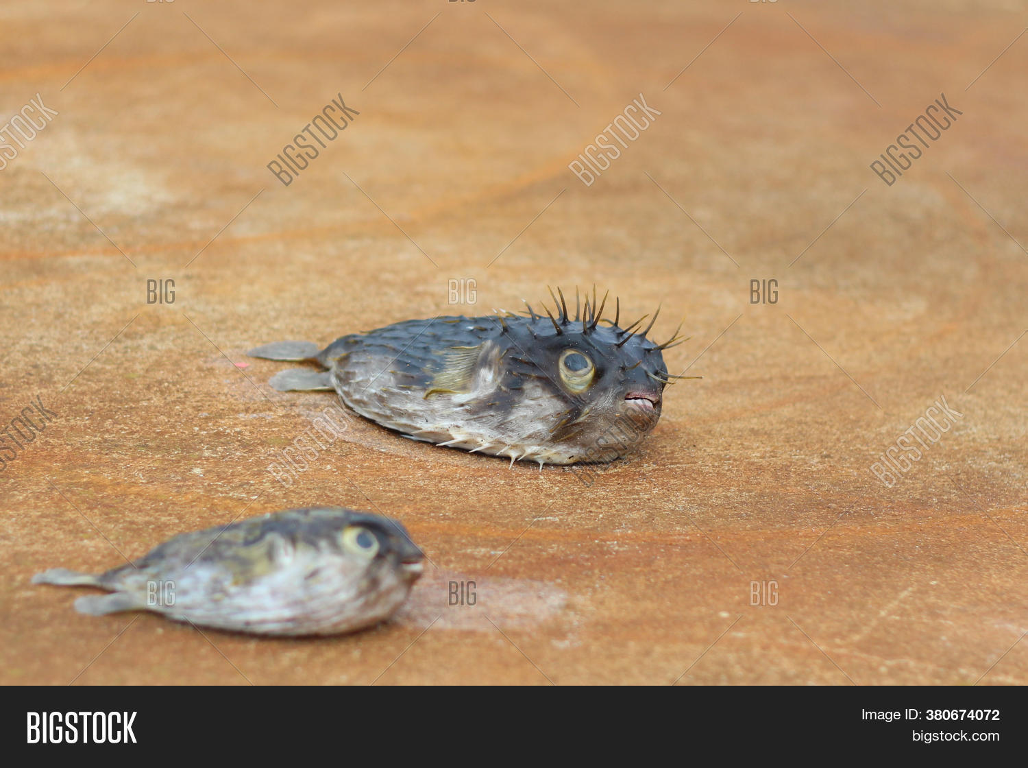 Blow Fish Puffer Fish Image & Photo (Free Trial) | Bigstock