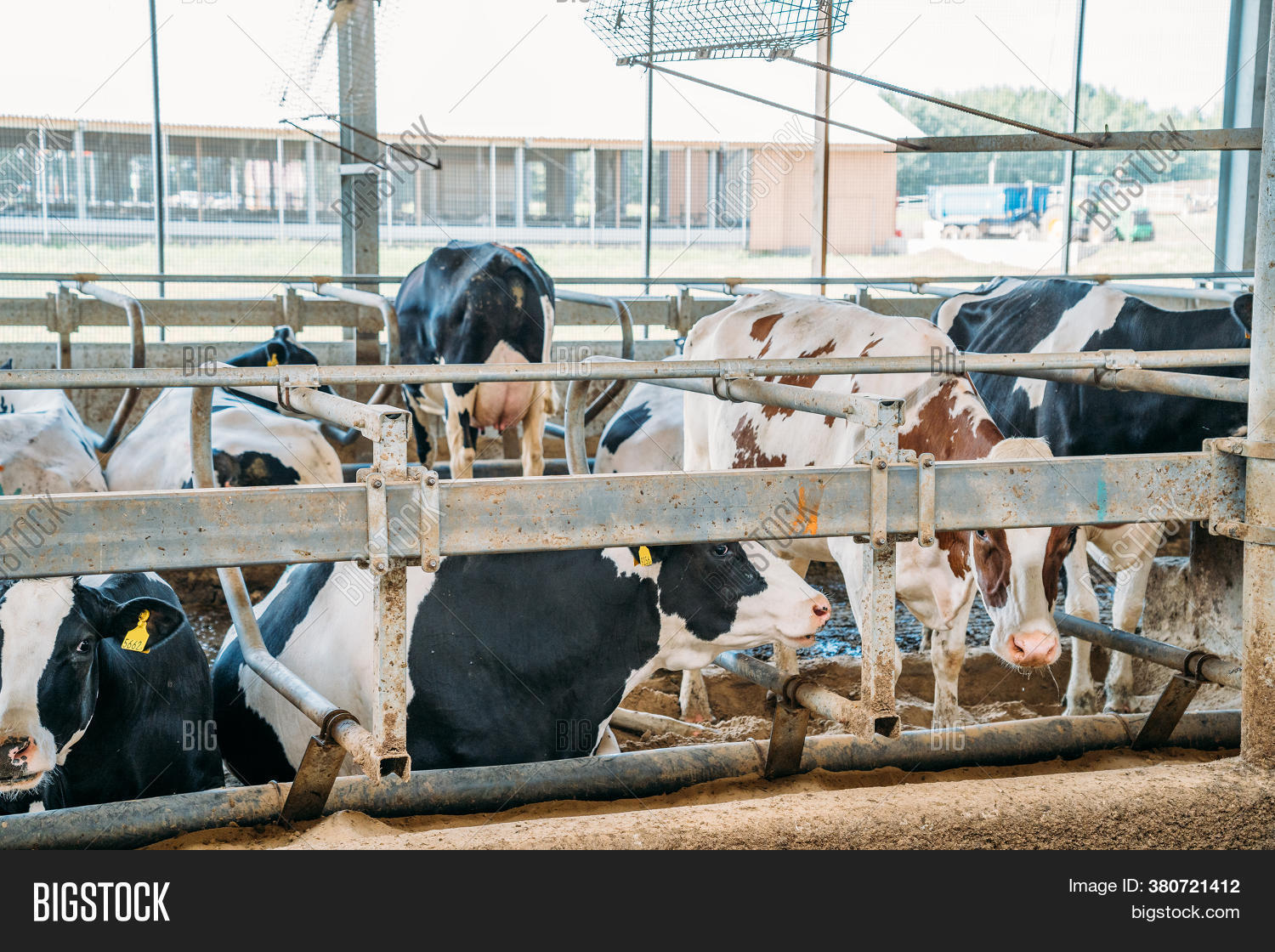 Cows Barn Dairy Farm. Image & Photo (Free Trial) | Bigstock