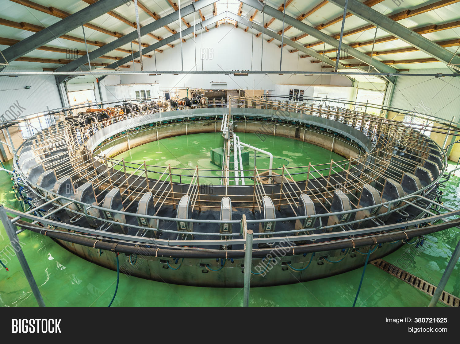 Cows On Round Rotary Image & Photo (Free Trial) | Bigstock