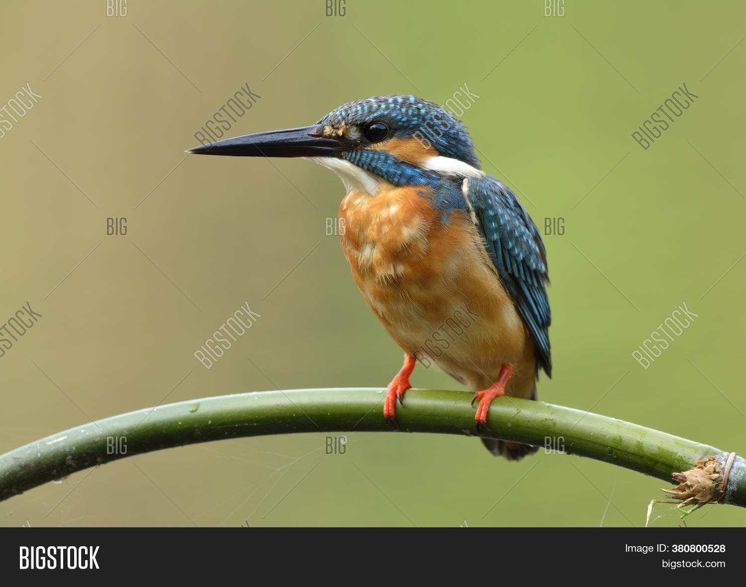 Blue Bird, Common Image & Photo (Free Trial) | Bigstock