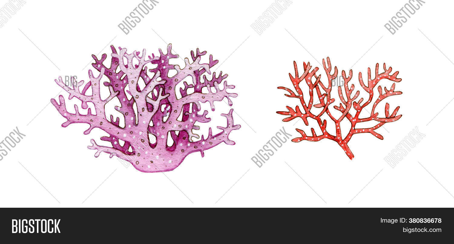 Coral Reef Elements Image & Photo (Free Trial) | Bigstock