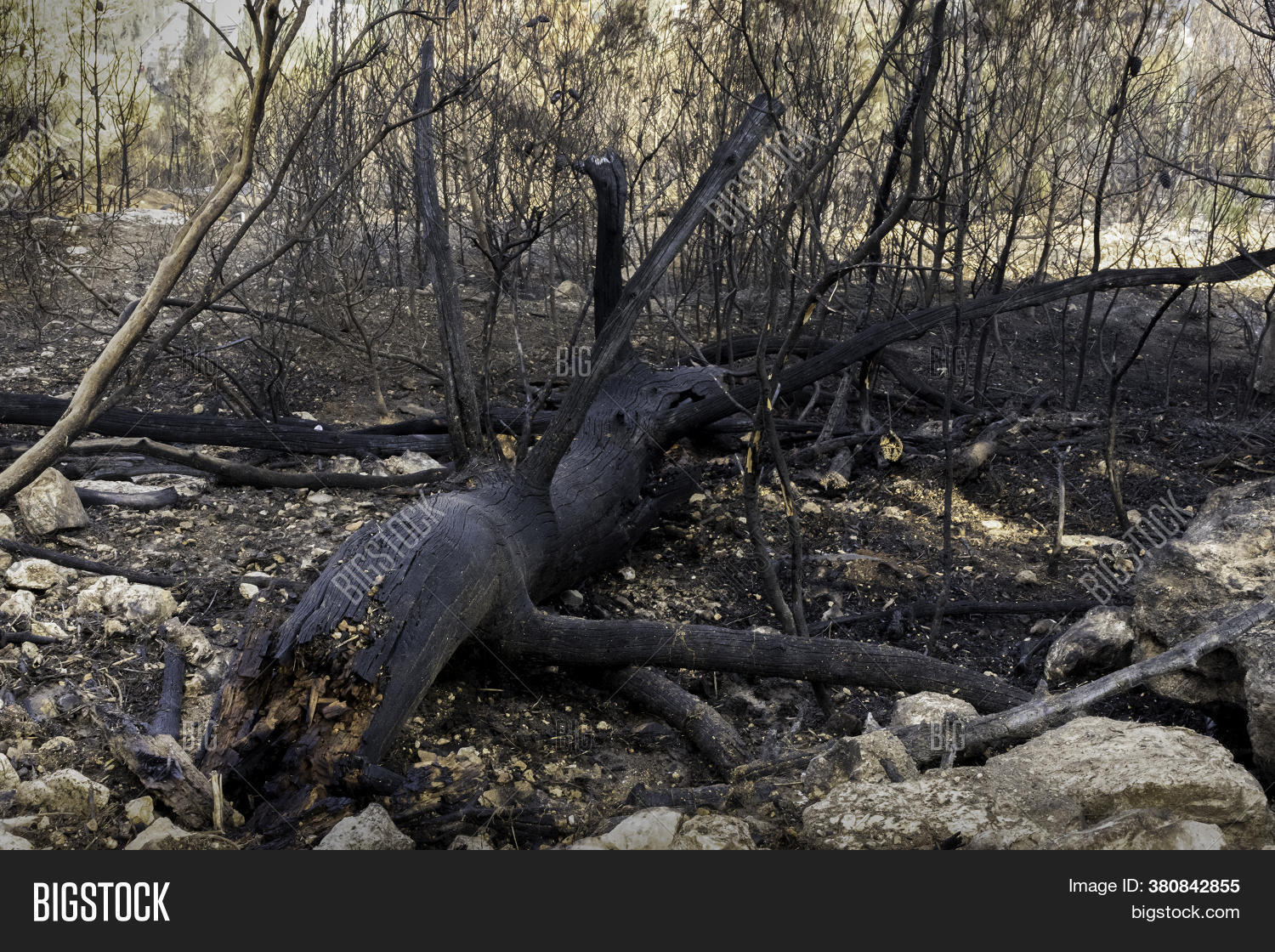 Burnt Trees After Image & Photo (Free Trial) | Bigstock