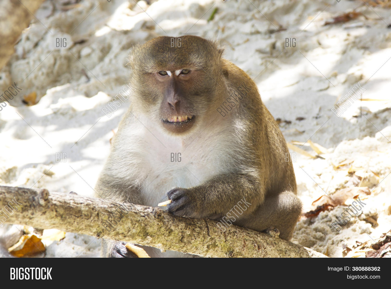 Monkey Sitting On Sand Image & Photo (Free Trial) | Bigstock