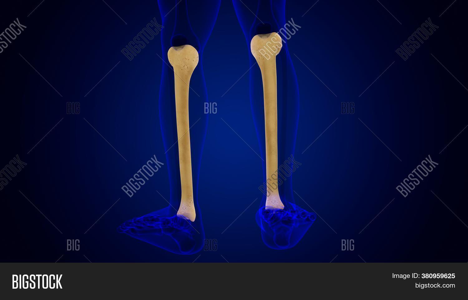 Human Skeleton Anatomy Image & Photo (Free Trial) | Bigstock