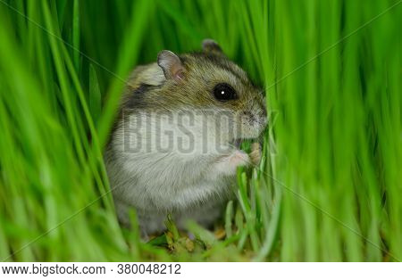 Hungry Hamster Sitting Image & Photo (Free Trial) | Bigstock